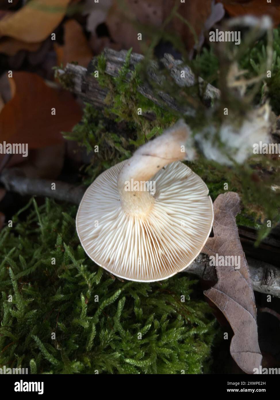 Fragrant Funnel (Clitocybe fragrans) Fungi Stock Photo - Alamy