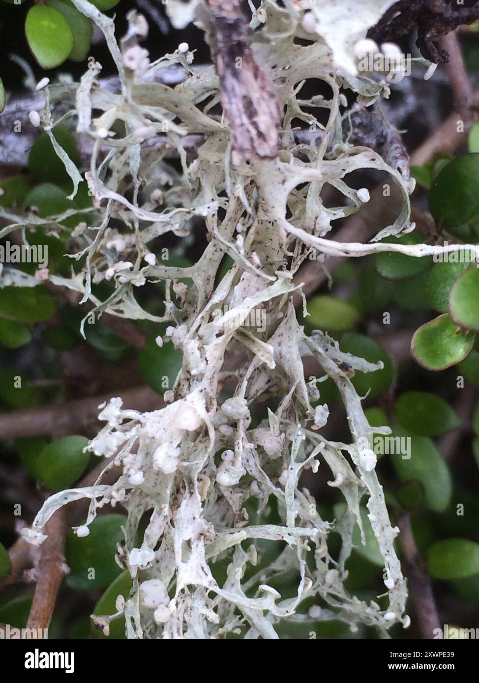 cartilage lichen (Ramalina celastri) Fungi Stock Photo - Alamy