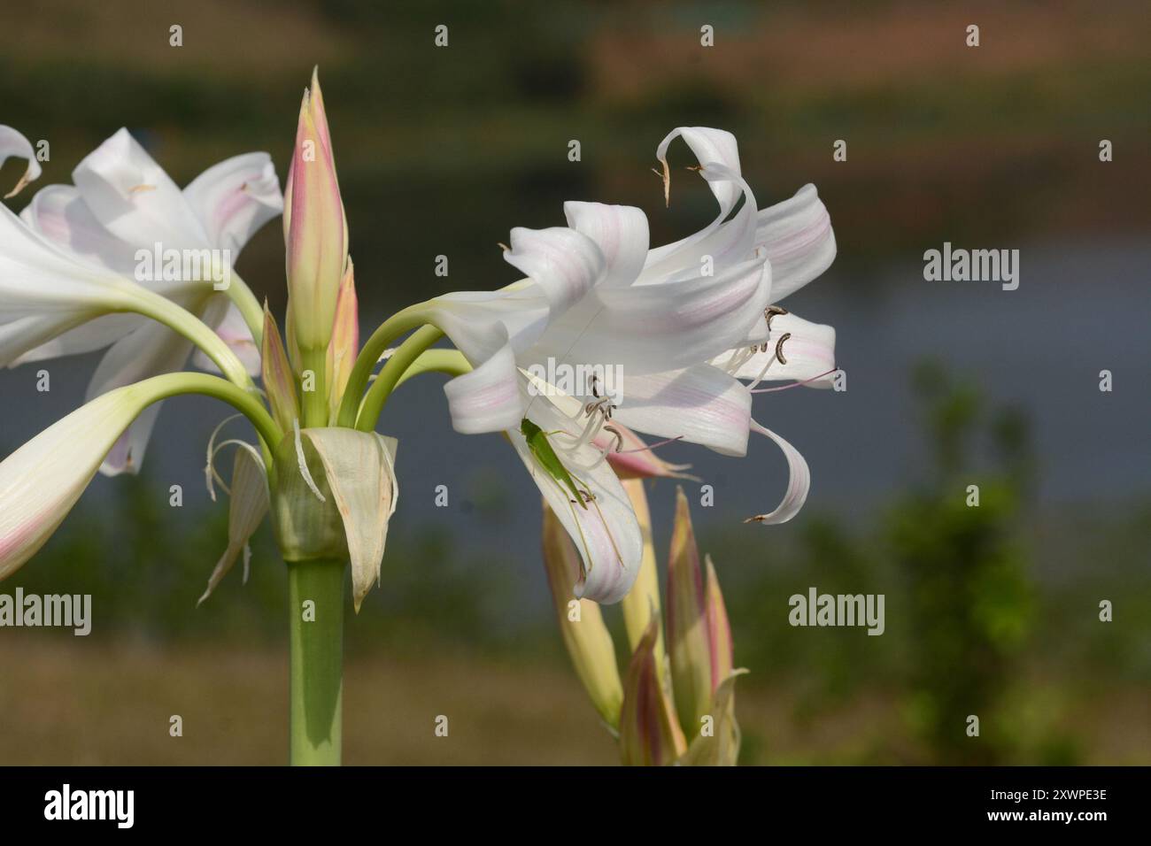 Crinum latifolium hi-res stock photography and images - Alamy