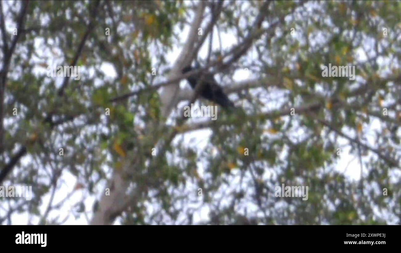 Eastern Australian Koel (Eudynamys orientalis cyanocephalus) Aves Stock ...