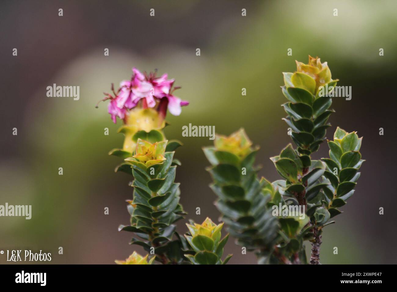 Salter (Saltera sarcocolla) Plantae Stock Photo - Alamy