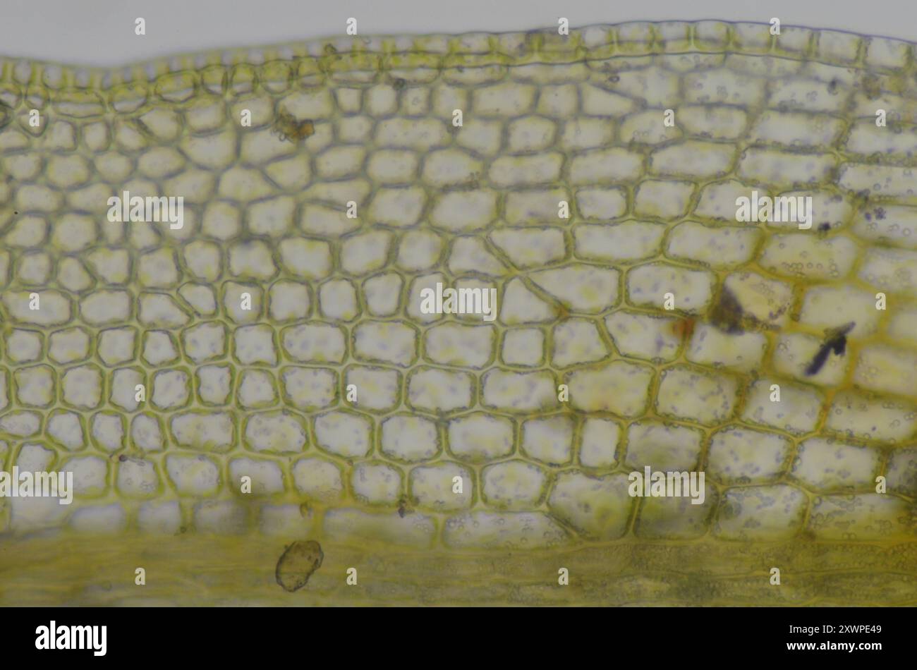 Common Pottia (Tortula truncata) Plantae Stock Photo - Alamy