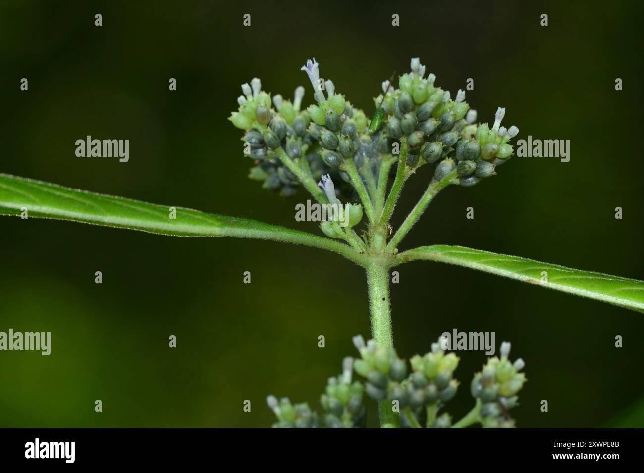 (Knoxia sumatrensis) Plantae Stock Photo - Alamy