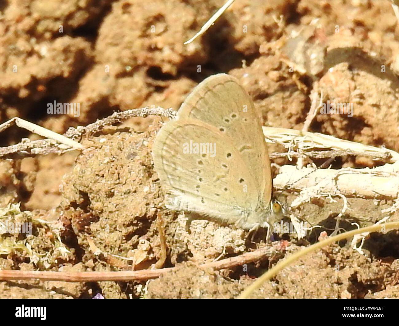 Zizina otis hi-res stock photography and images - Alamy