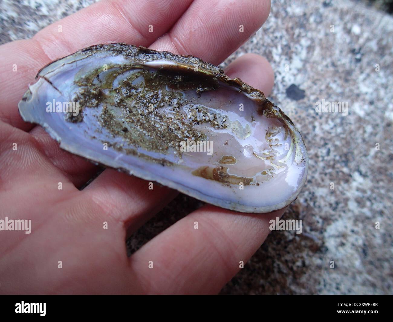 Western Pearlshell (Margaritifera falcata) Mollusca Stock Photo - Alamy