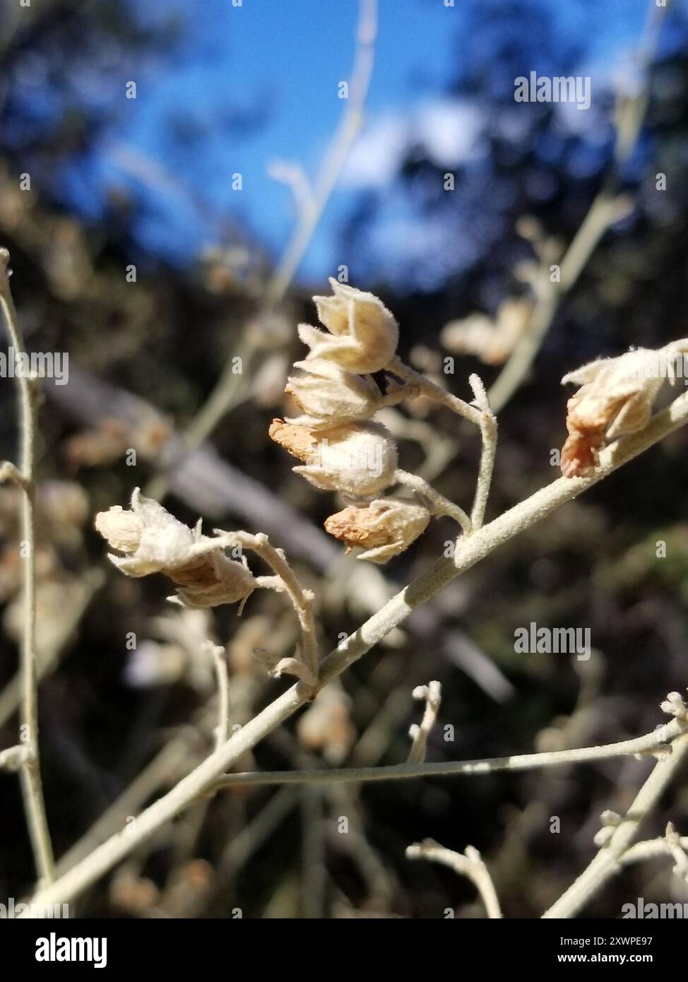 southern coastal bushmallow (Malacothamnus fasciculatus) Plantae Stock ...