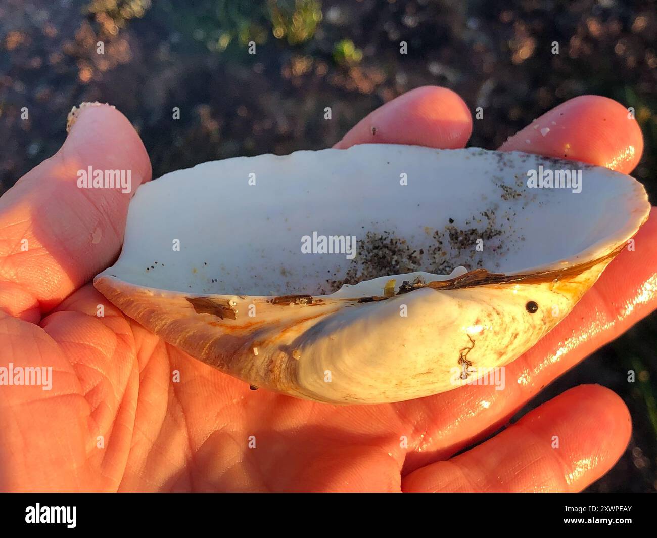 Pacific Gaper (Tresus nuttallii) Mollusca Stock Photo - Alamy
