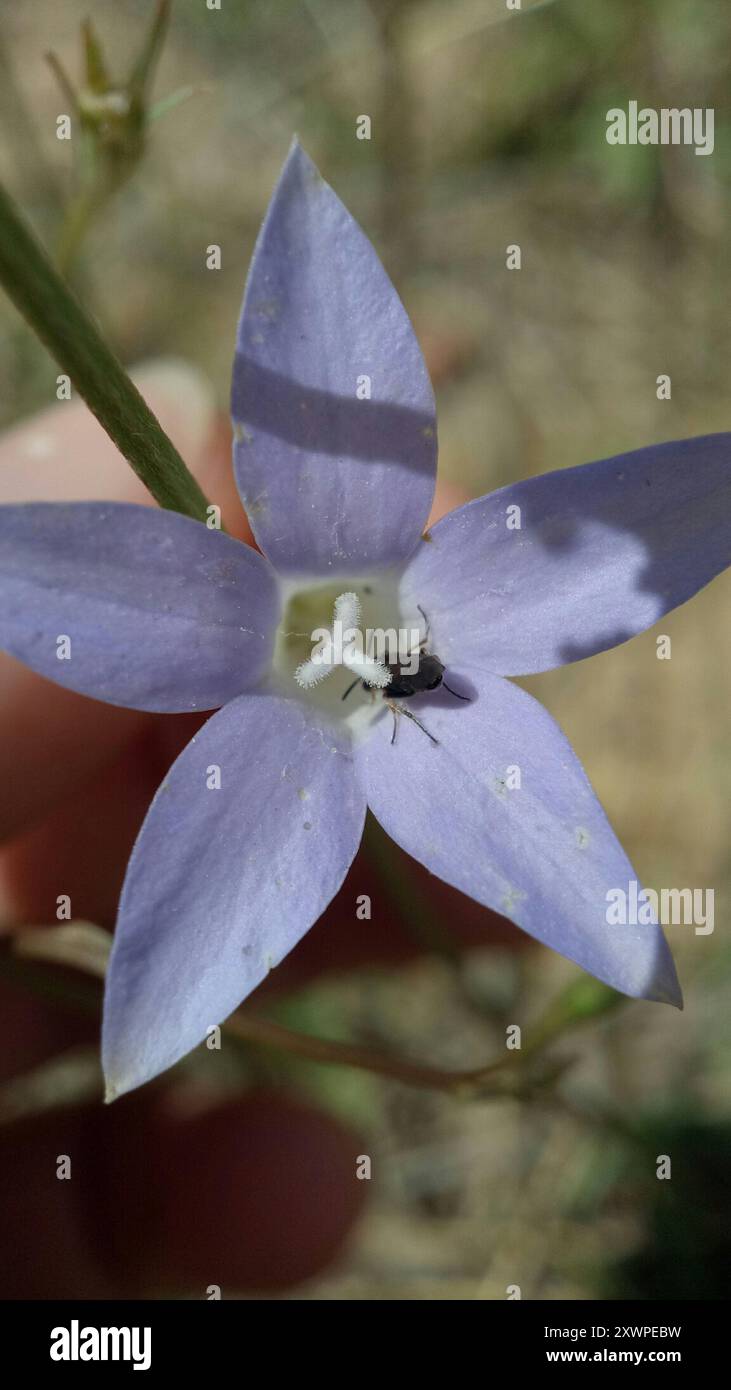Pergid Sawflies (Pergidae) Insecta Stock Photo - Alamy