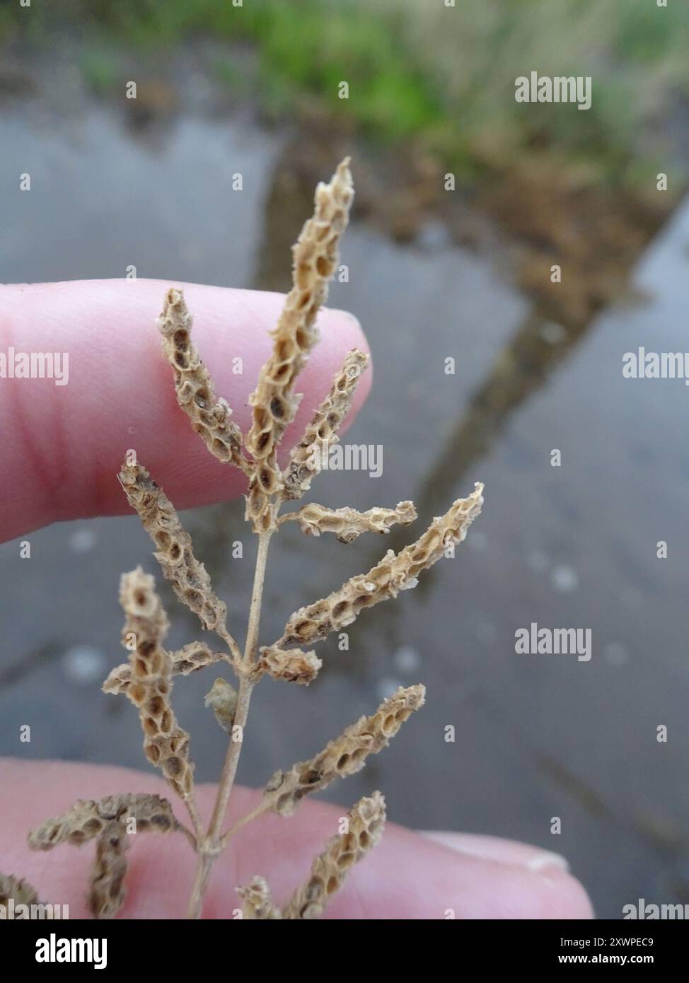 Common Glasswort (Salicornia europaea) Plantae Stock Photo - Alamy