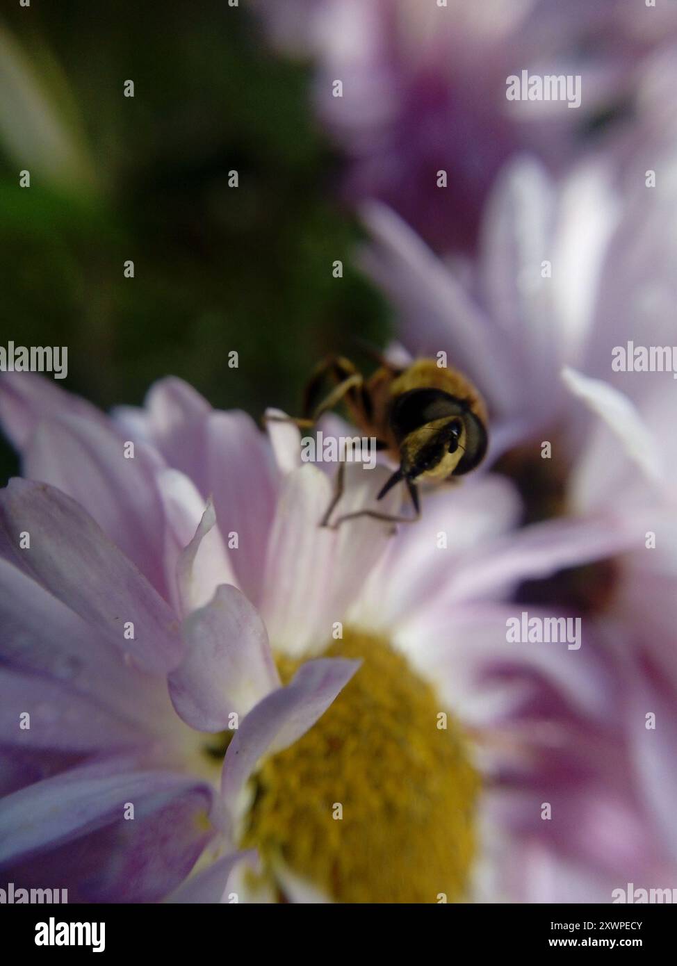 Common Drone Fly (Eristalis tenax) Insecta Stock Photo - Alamy