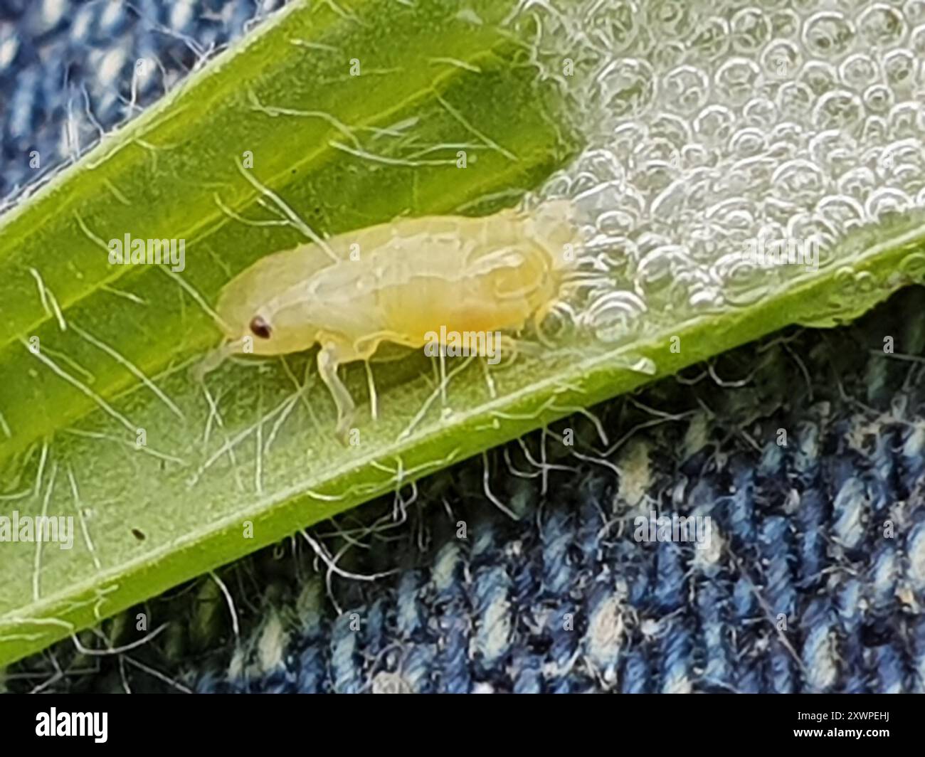 True Spittlebugs (Aphrophoridae) Insecta Stock Photo - Alamy