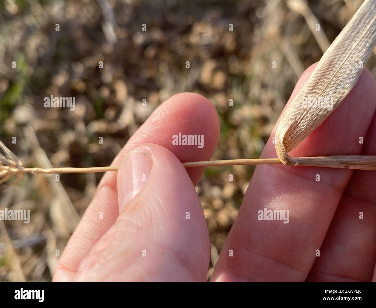 Common Eastern Wild-rye (Elymus virginicus virginicus) Plantae Stock ...