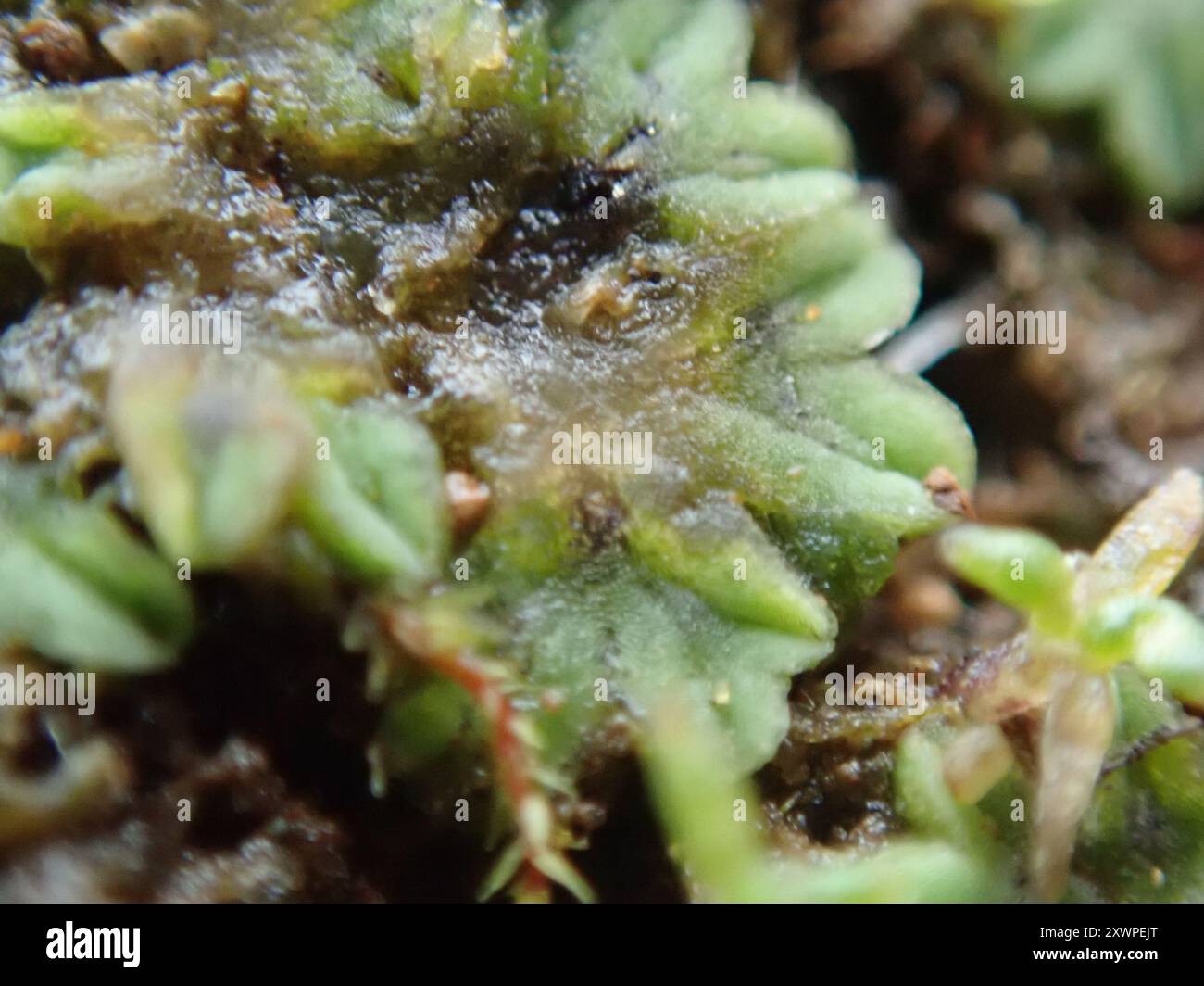 Common Crystalwort (Riccia sorocarpa) Plantae Stock Photo - Alamy