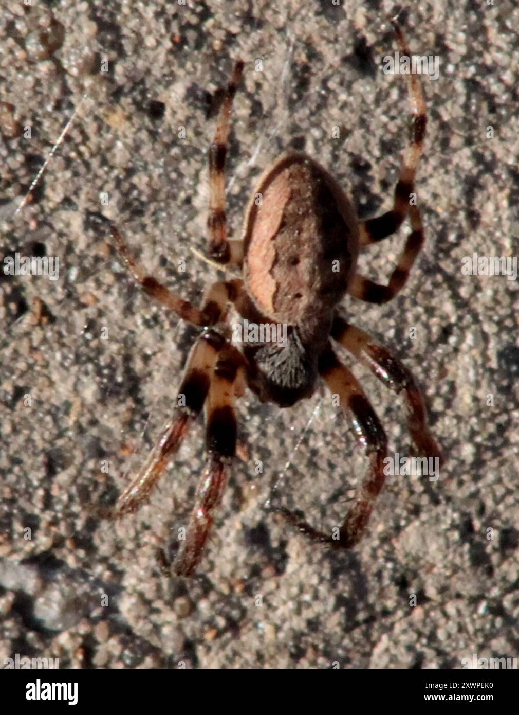 Furrow Spiders (Larinioides) Arachnida Stock Photo - Alamy