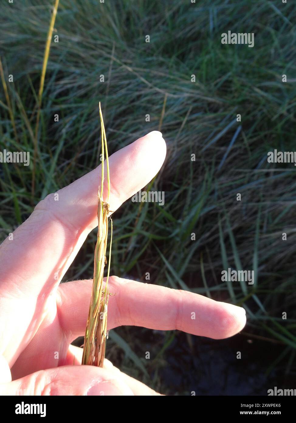 common cordgrass (Sporobolus anglicus) Plantae Stock Photo - Alamy