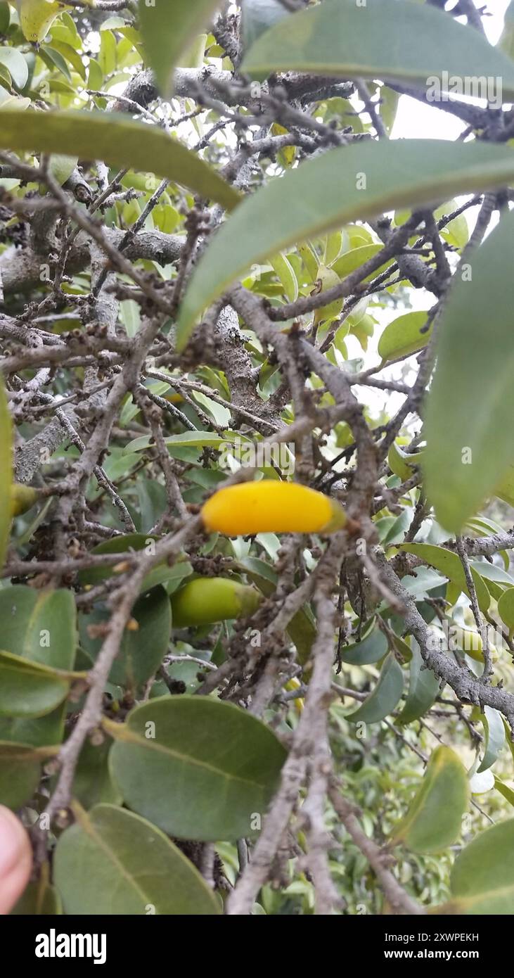 Diospyros sandwicensis hi-res stock photography and images - Alamy