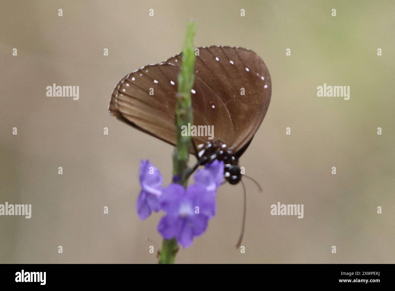Purple Crow Butterfly (Euploea tulliolus) Insecta Stock Photo - Alamy