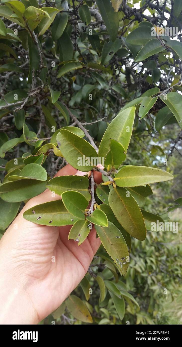 Diospyros sandwicensis hi-res stock photography and images - Alamy