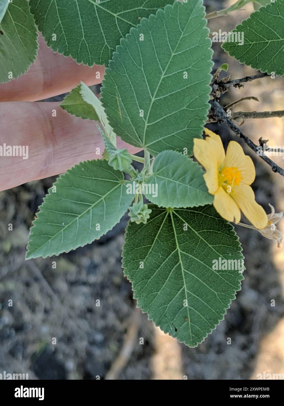 Sida fallax hi-res stock photography and images - Alamy