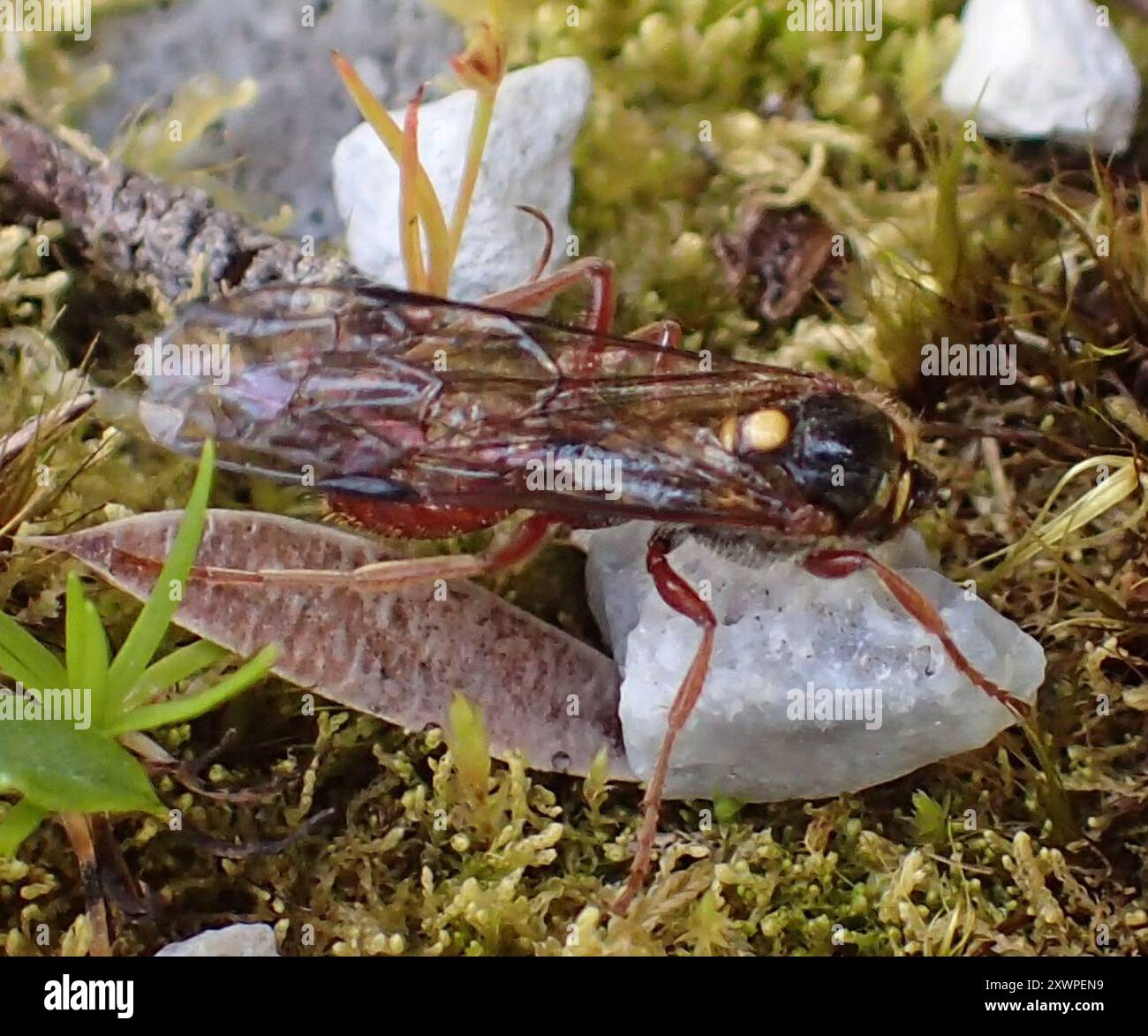Narrow-waisted Wasps, Ants, and Bees (Apocrita) Insecta Stock Photo - Alamy