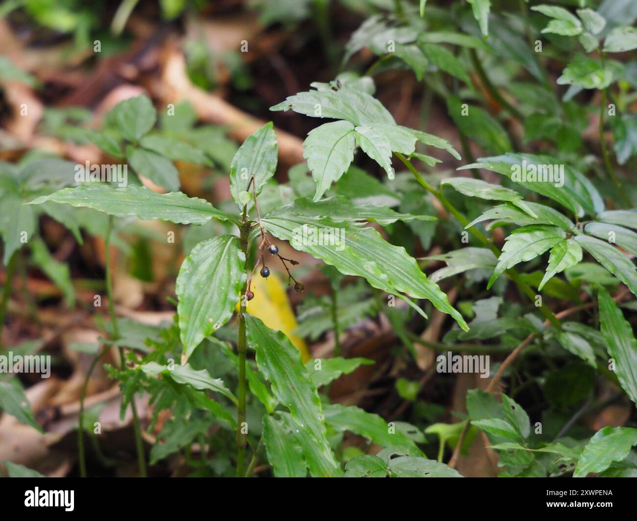 (Pollia miranda) Plantae Stock Photo - Alamy