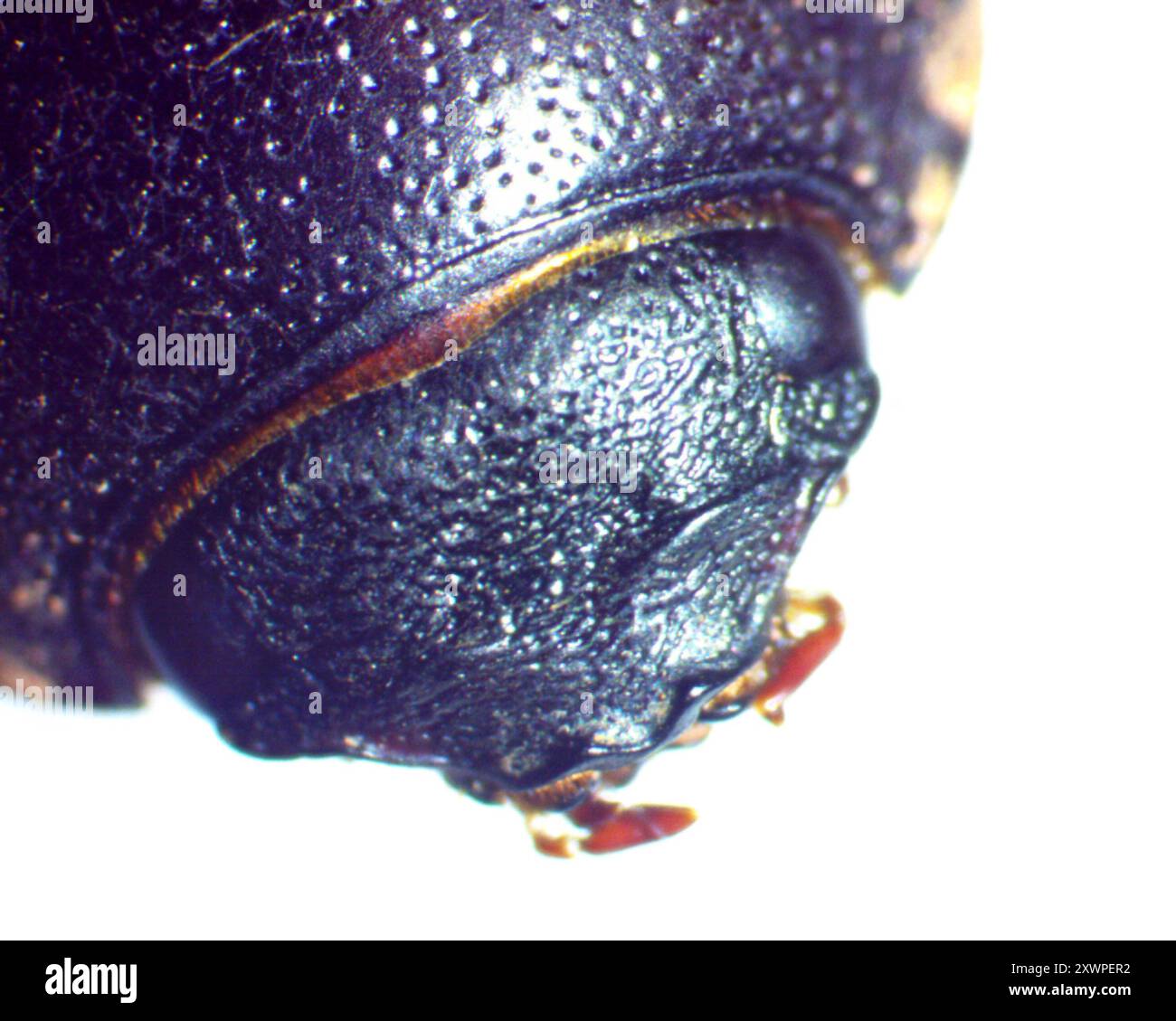 Sugarcane Beetle (Euetheola humilis) Insecta Stock Photo - Alamy