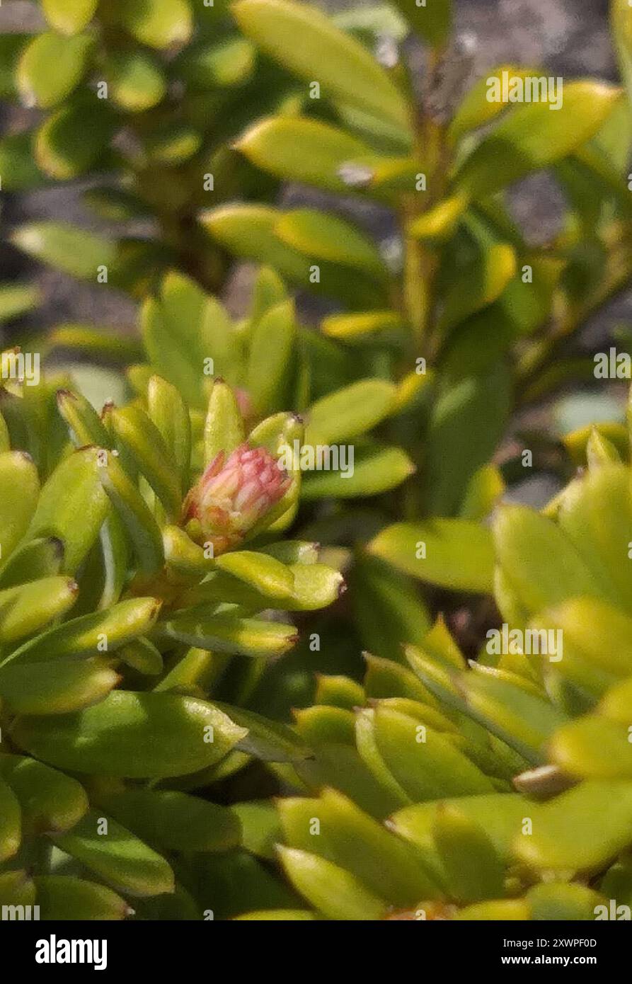snow totara (Podocarpus nivalis) Plantae Stock Photo - Alamy