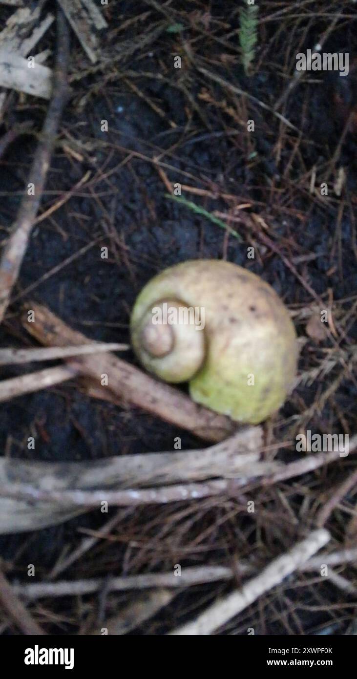 Island Apple Snail (Pomacea maculata) Mollusca Stock Photo - Alamy