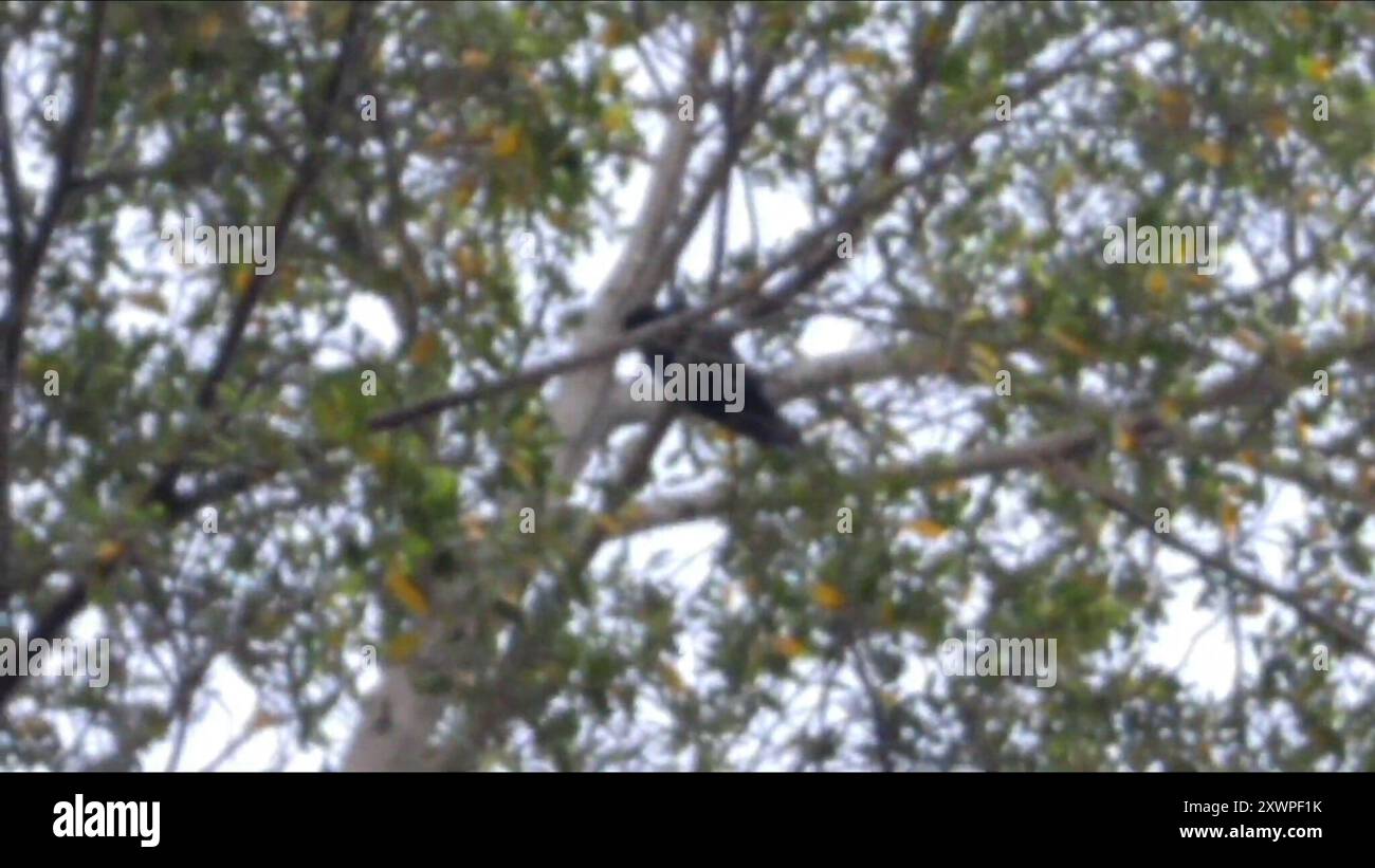 Eudynamys cyanocephalus hi-res stock photography and images - Alamy