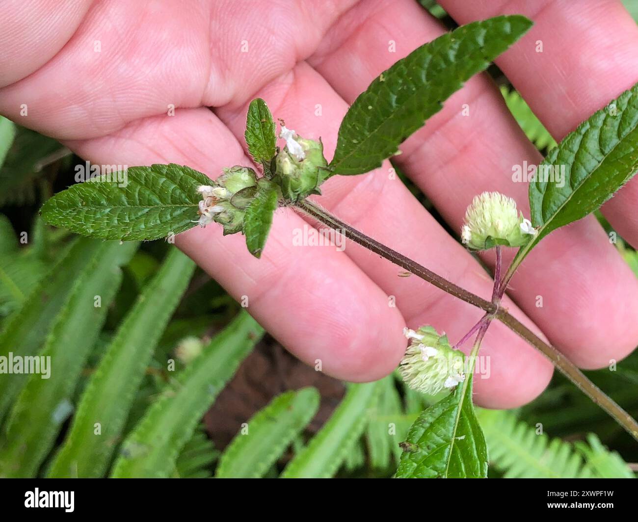 (Hyptis atrorubens) Plantae Stock Photo - Alamy