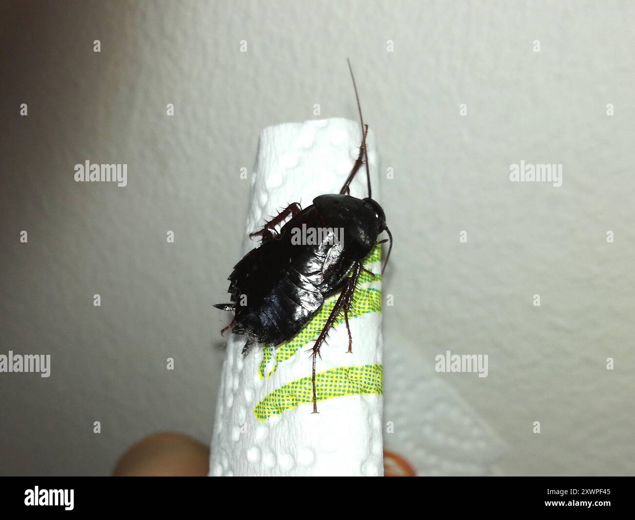 Oriental Cockroach (Blatta orientalis) Insecta Stock Photo - Alamy