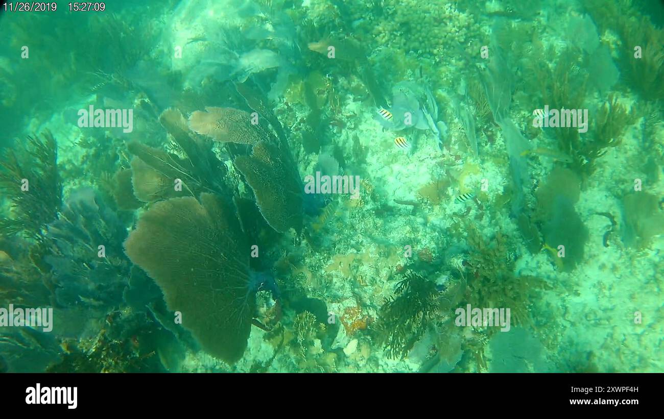 Atlantic Sergeant Major (Abudefduf saxatilis) Actinopterygii Stock ...