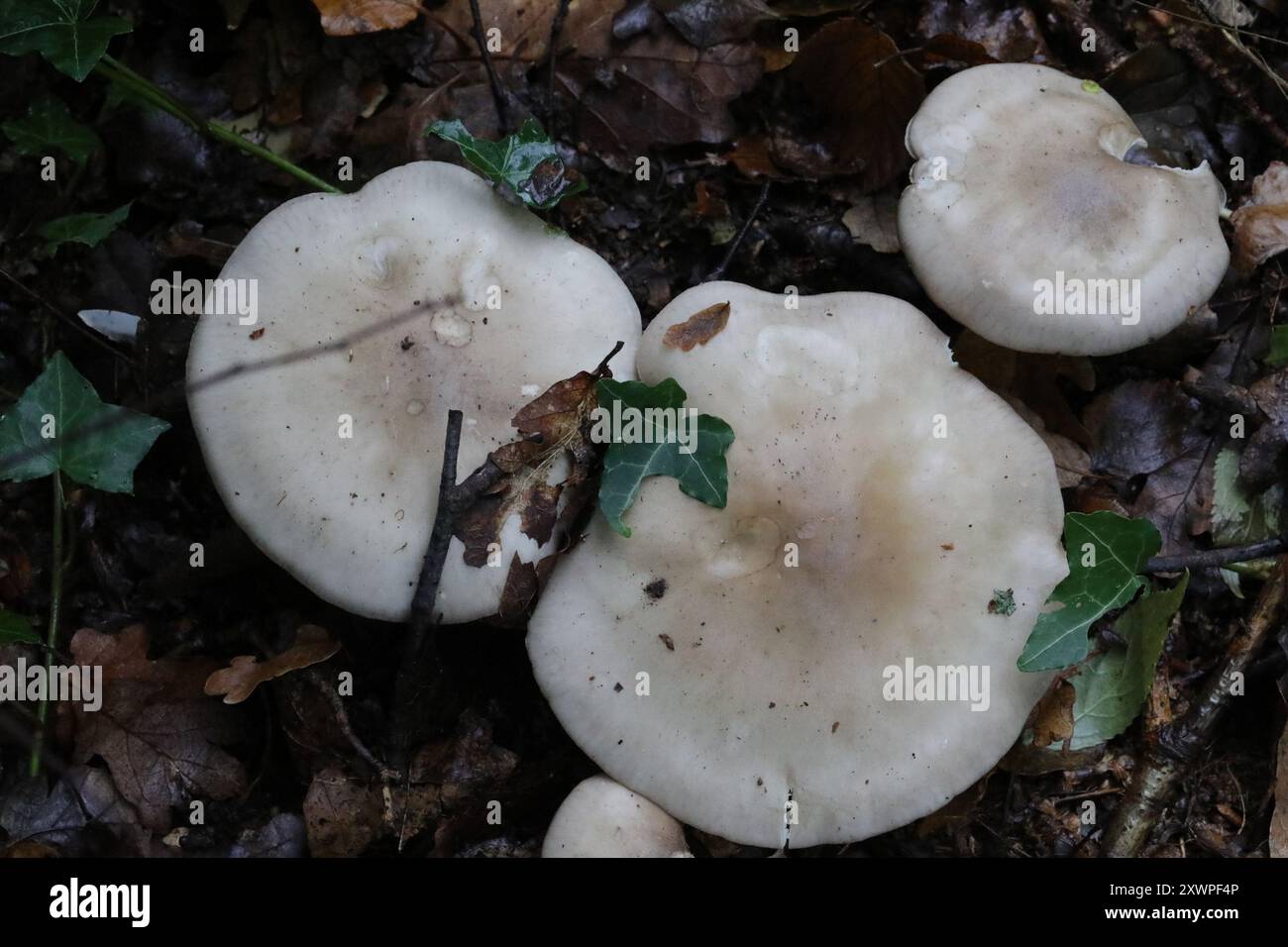 Cloudy Clitocybe (Clitocybe nebularis) Fungi Stock Photo - Alamy