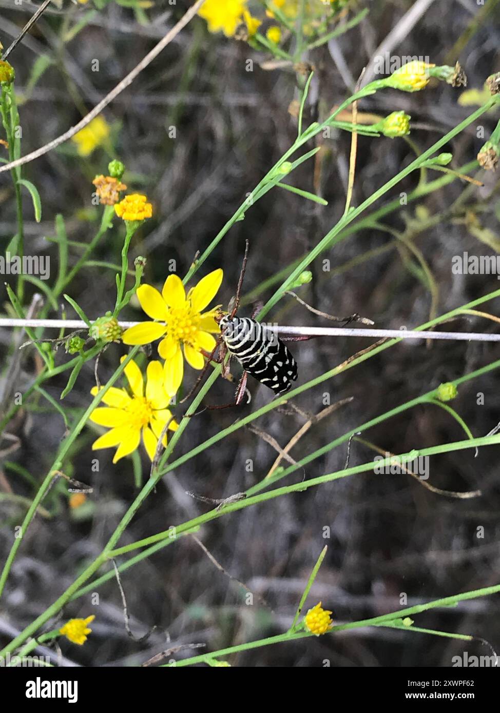 Mesquite Borer (Placosternus difficilis) Insecta Stock Photo - Alamy