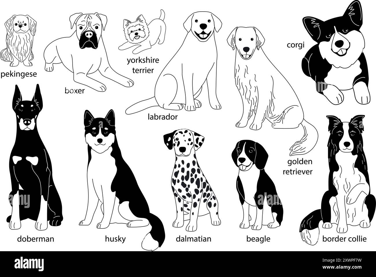 Different dogs of various breeds in black and white sketch style ...