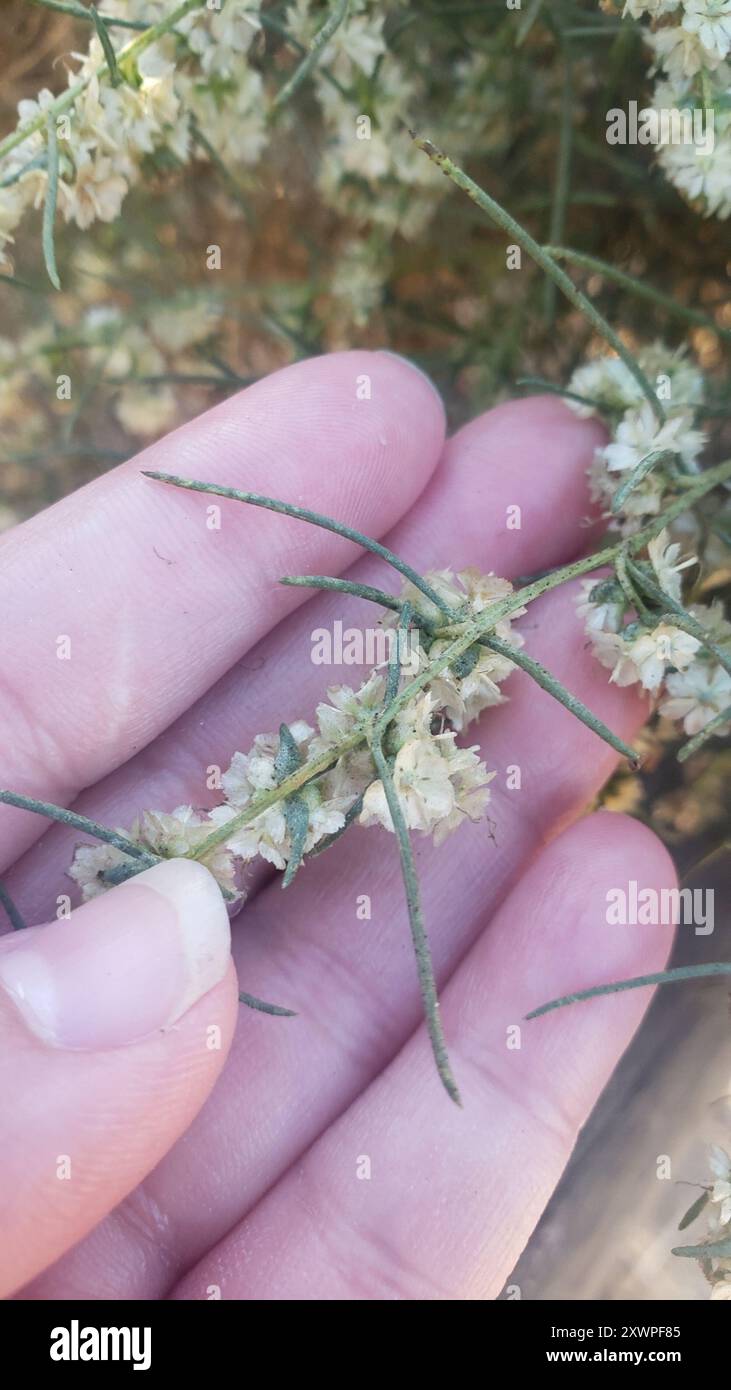 Singlewhorl Burrobrush (Ambrosia monogyra) Plantae Stock Photo - Alamy