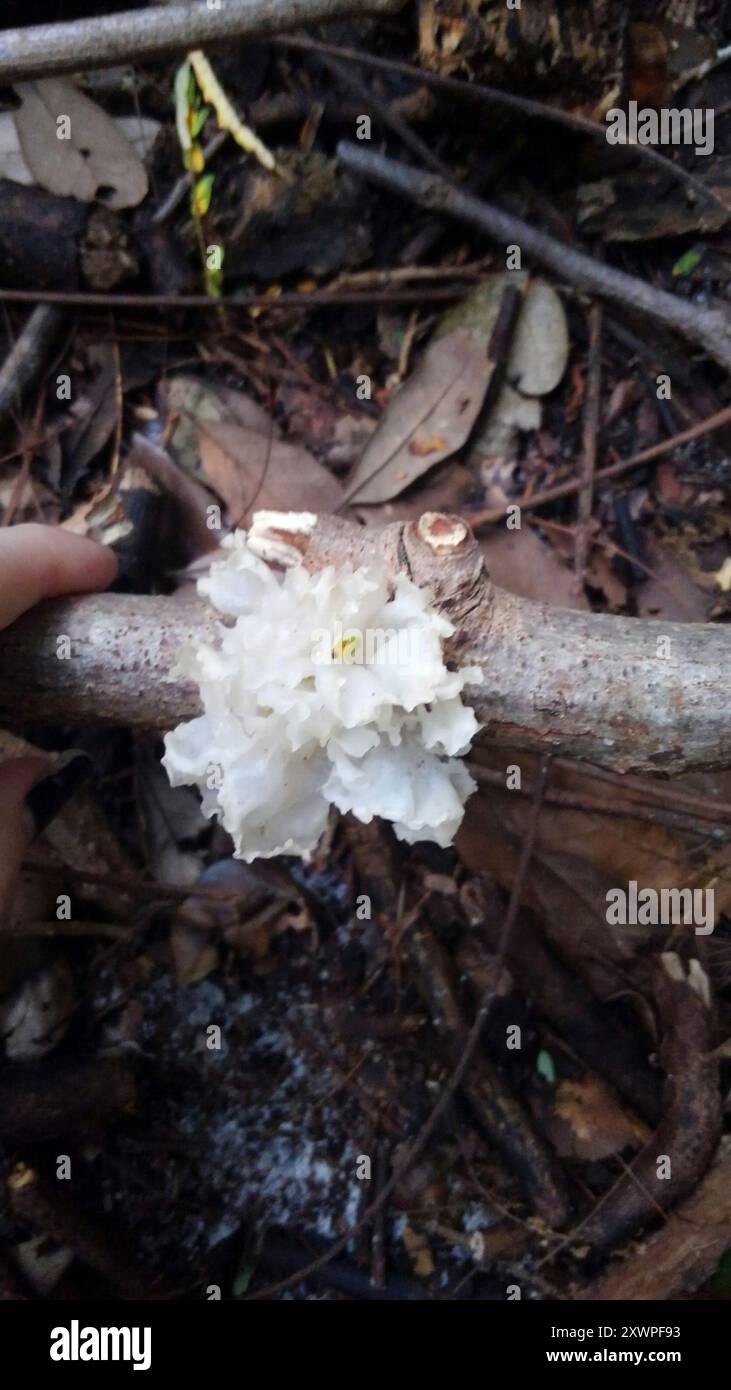 snow fungus (Tremella fuciformis) Fungi Stock Photo - Alamy