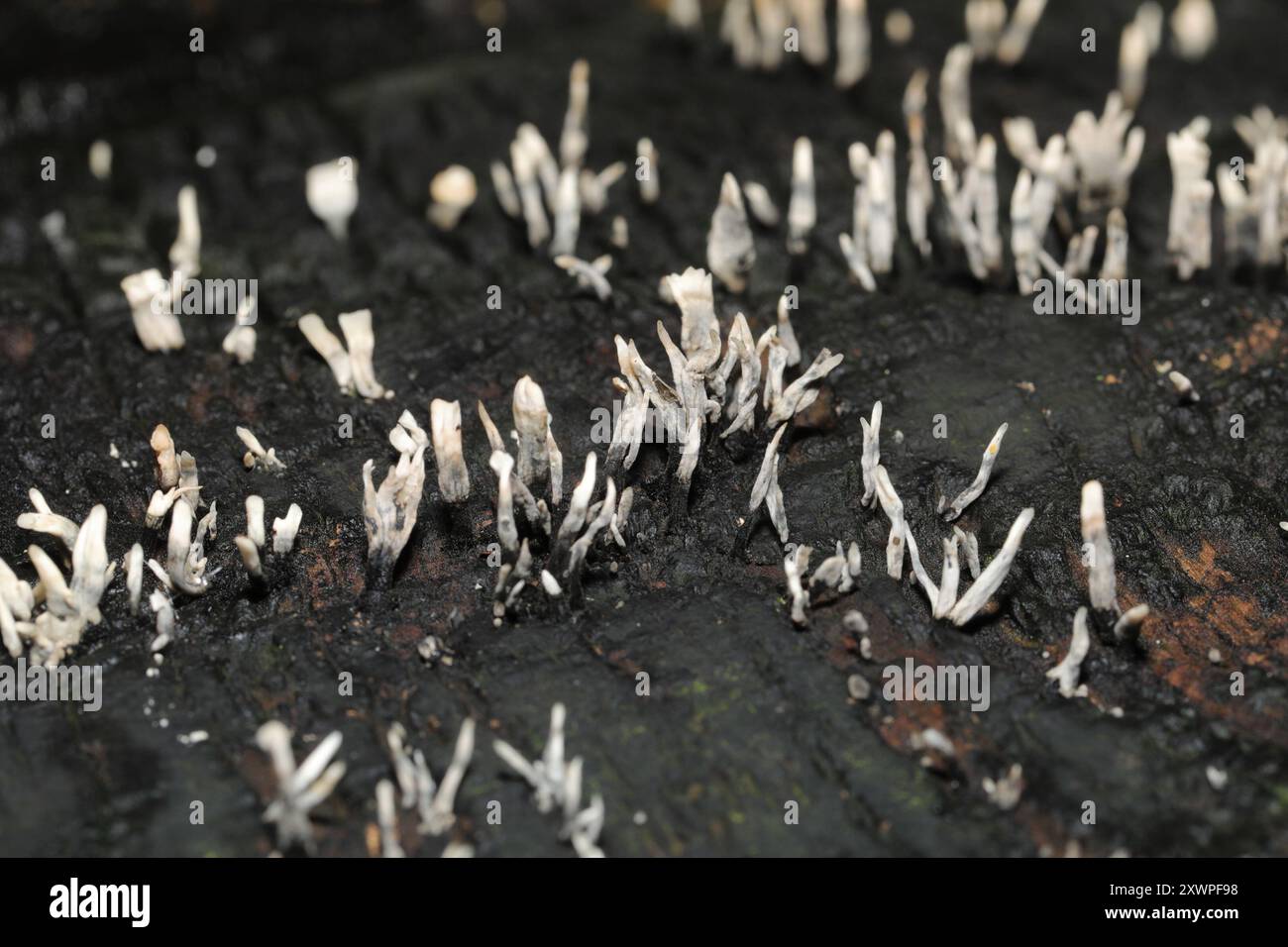 Candlesnuff Fungus (Xylaria hypoxylon) Fungi Stock Photo - Alamy