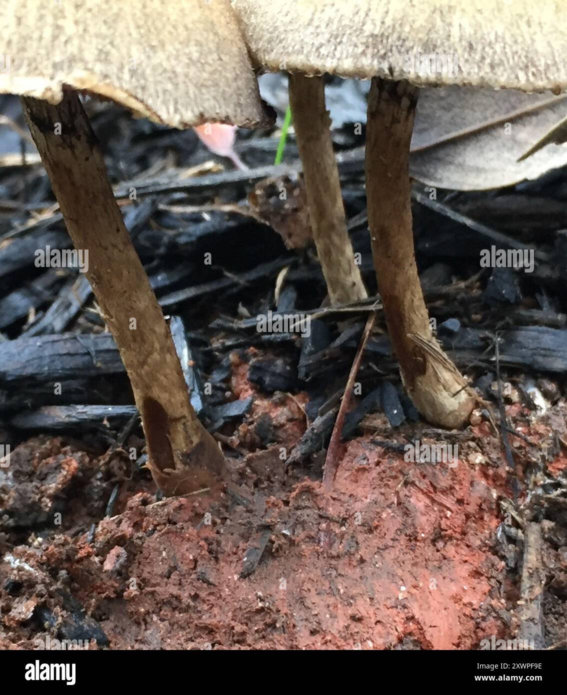 weeping widow (Lacrymaria lacrymabunda) Fungi Stock Photo - Alamy