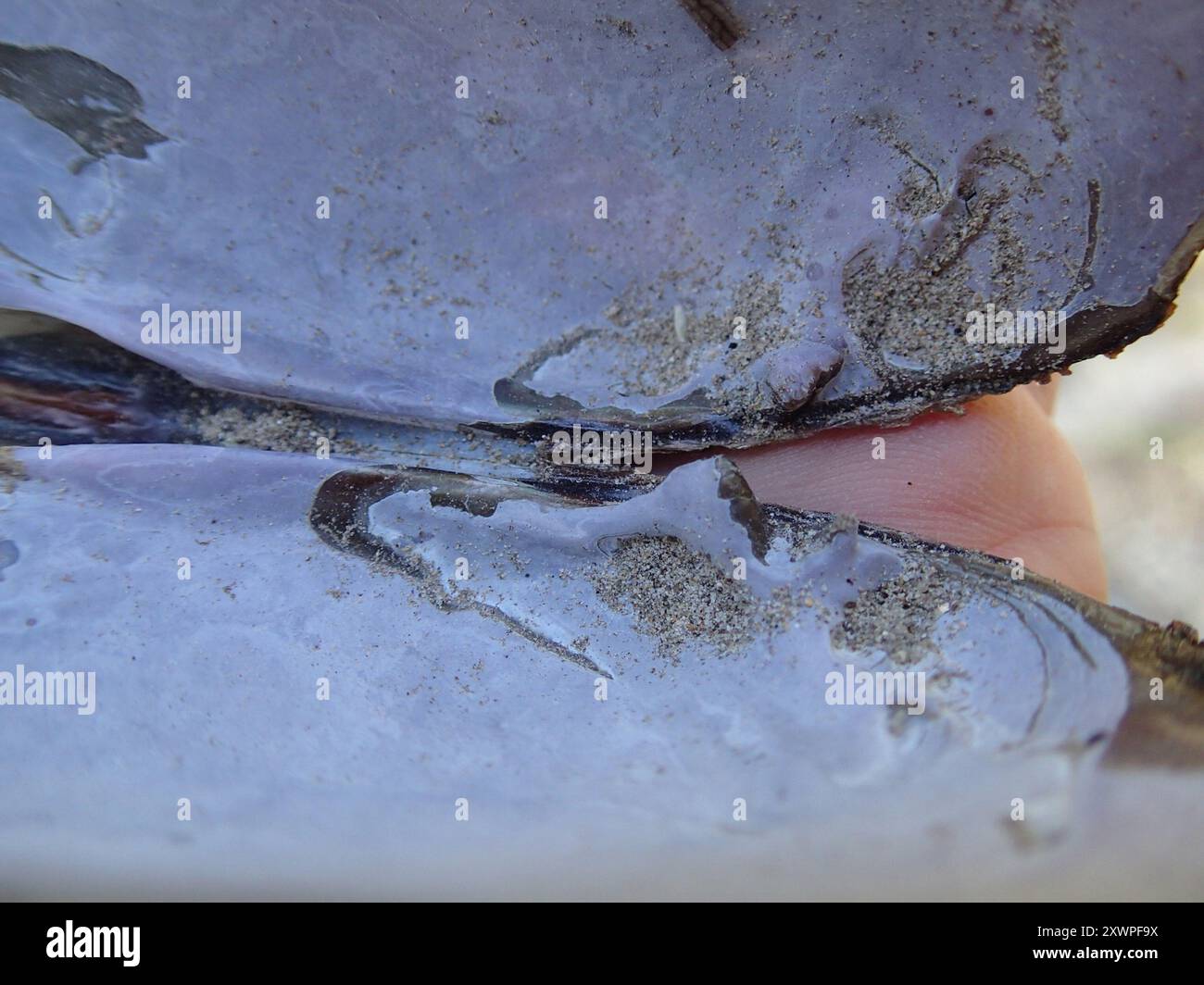 Western pearlshell margaritifera falcata hi-res stock photography and ...