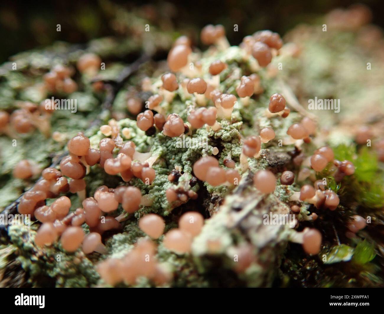 Brown Beret Lichen (Baeomyces rufus) Fungi Stock Photo - Alamy