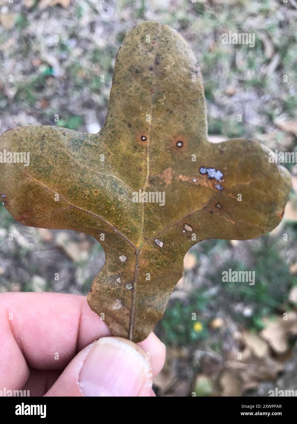 post oak (Quercus stellata) Plantae Stock Photo - Alamy
