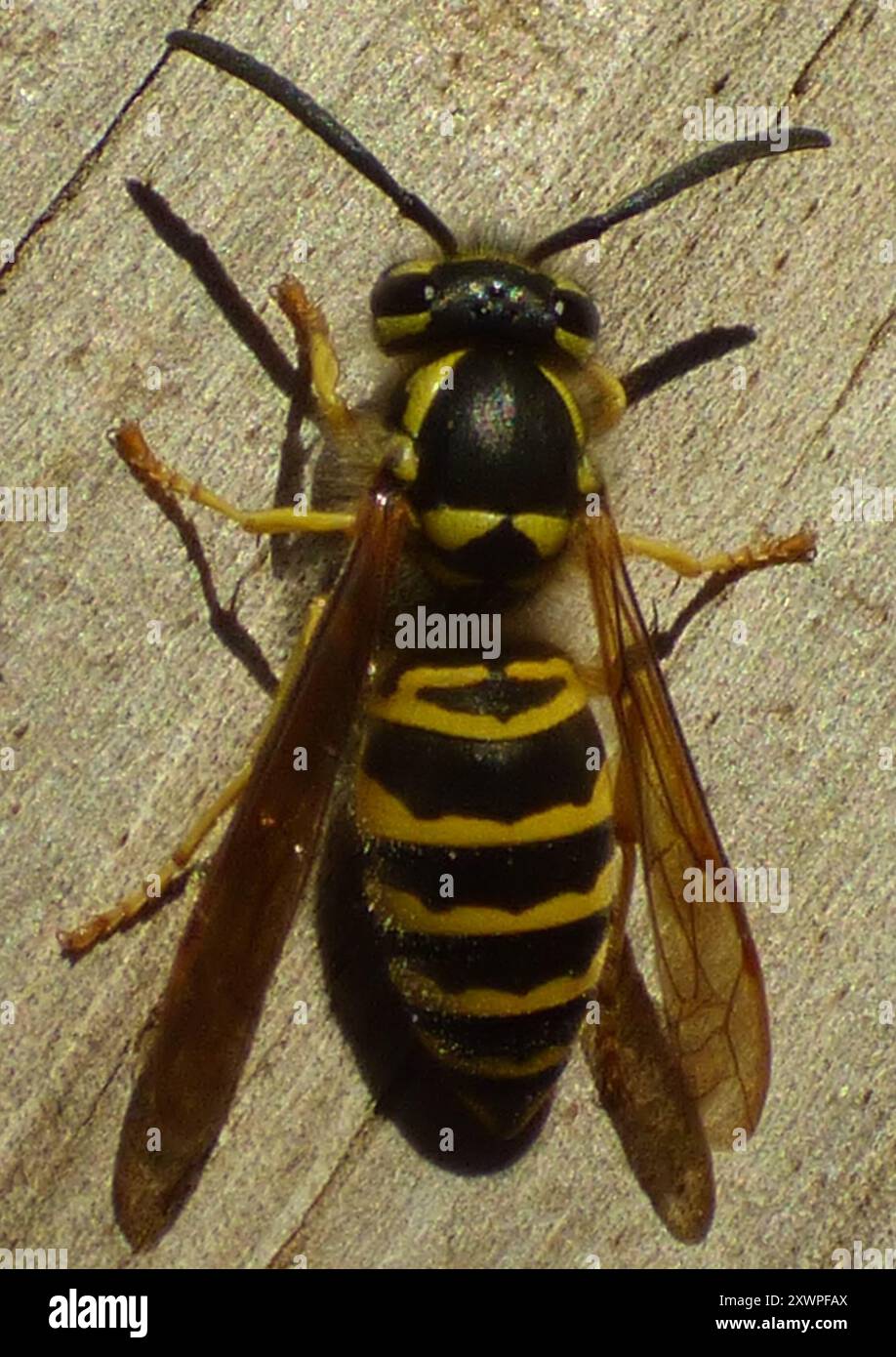 Eastern Yellowjacket (Vespula maculifrons) Insecta Stock Photo - Alamy
