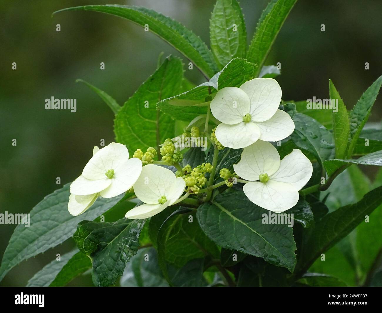 Chinese Hydrangea (Hydrangea chinensis) Plantae Stock Photo - Alamy