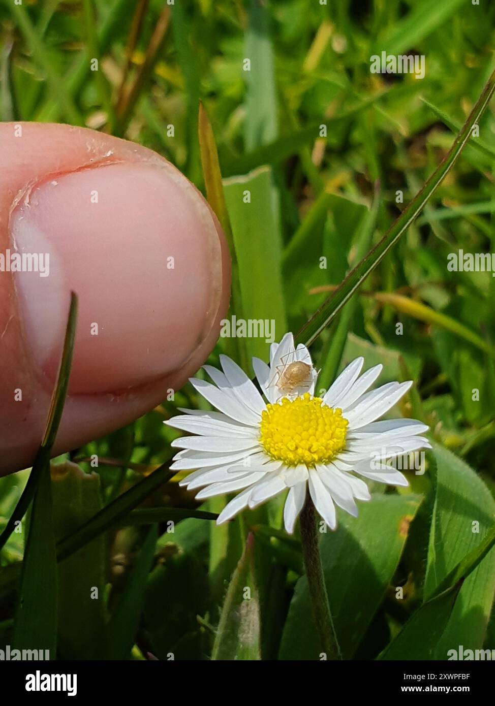 Aphids (Aphididae) Insecta Stock Photo - Alamy