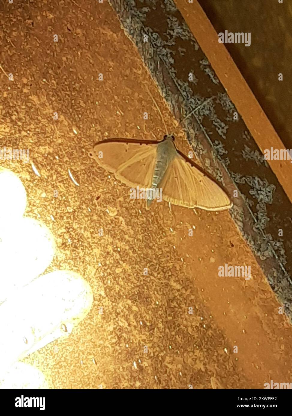 Four-spotted Palpita Moth (Palpita quadristigmalis) Insecta Stock Photo ...