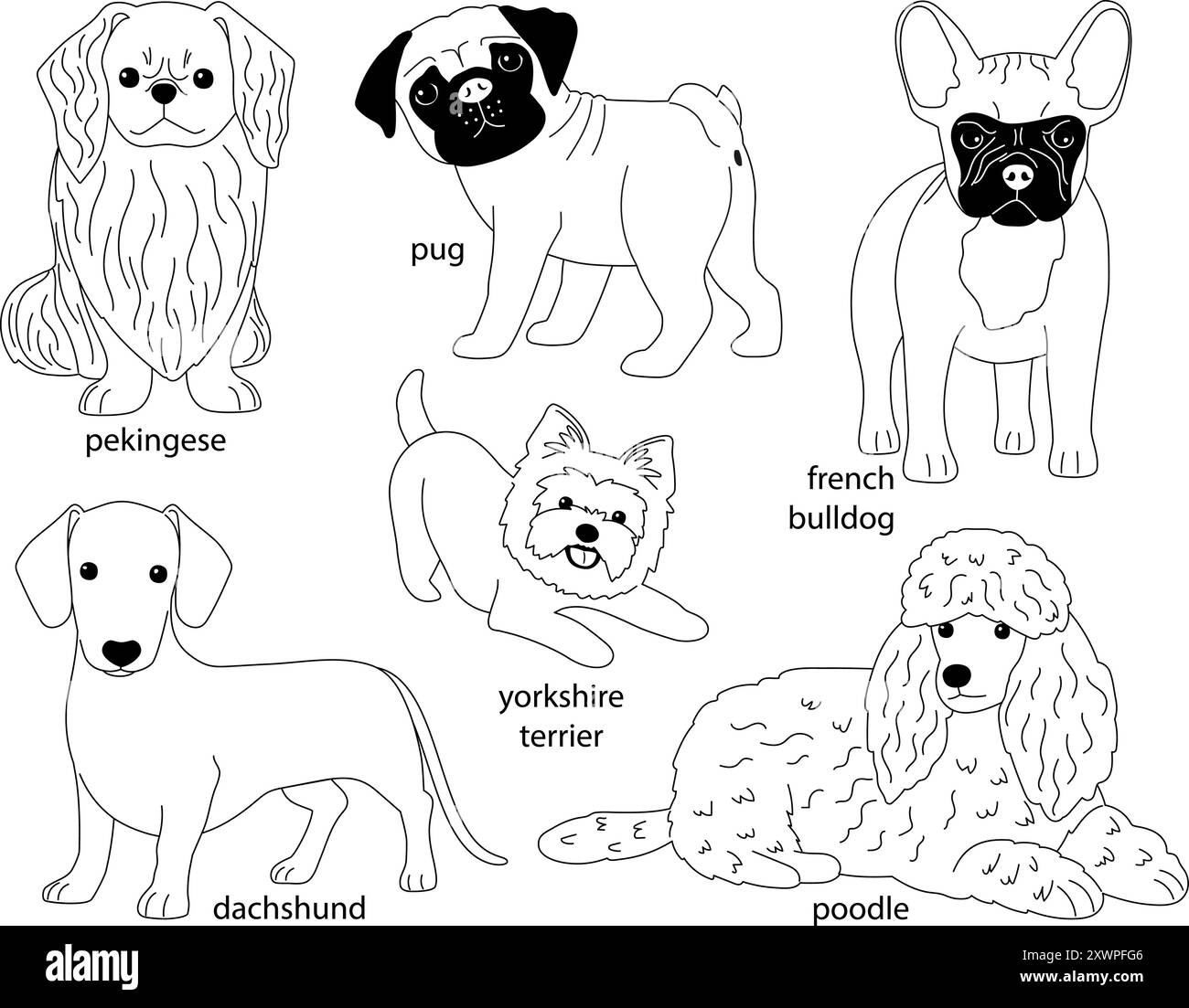 Cute dachshund dog in white Stock Vector Images - Alamy