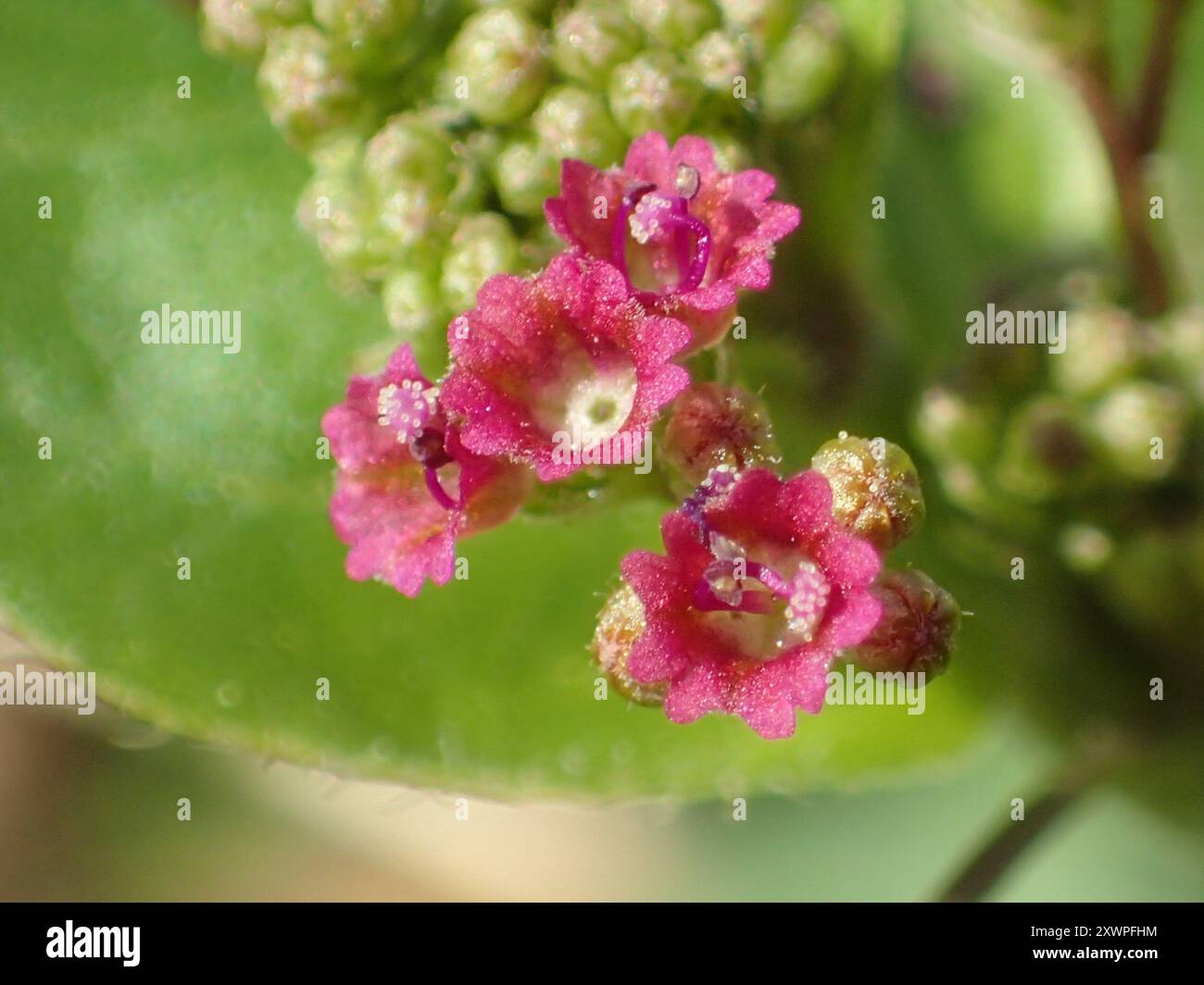 scarlet spiderling (Boerhavia coccinea) Plantae Stock Photo - Alamy