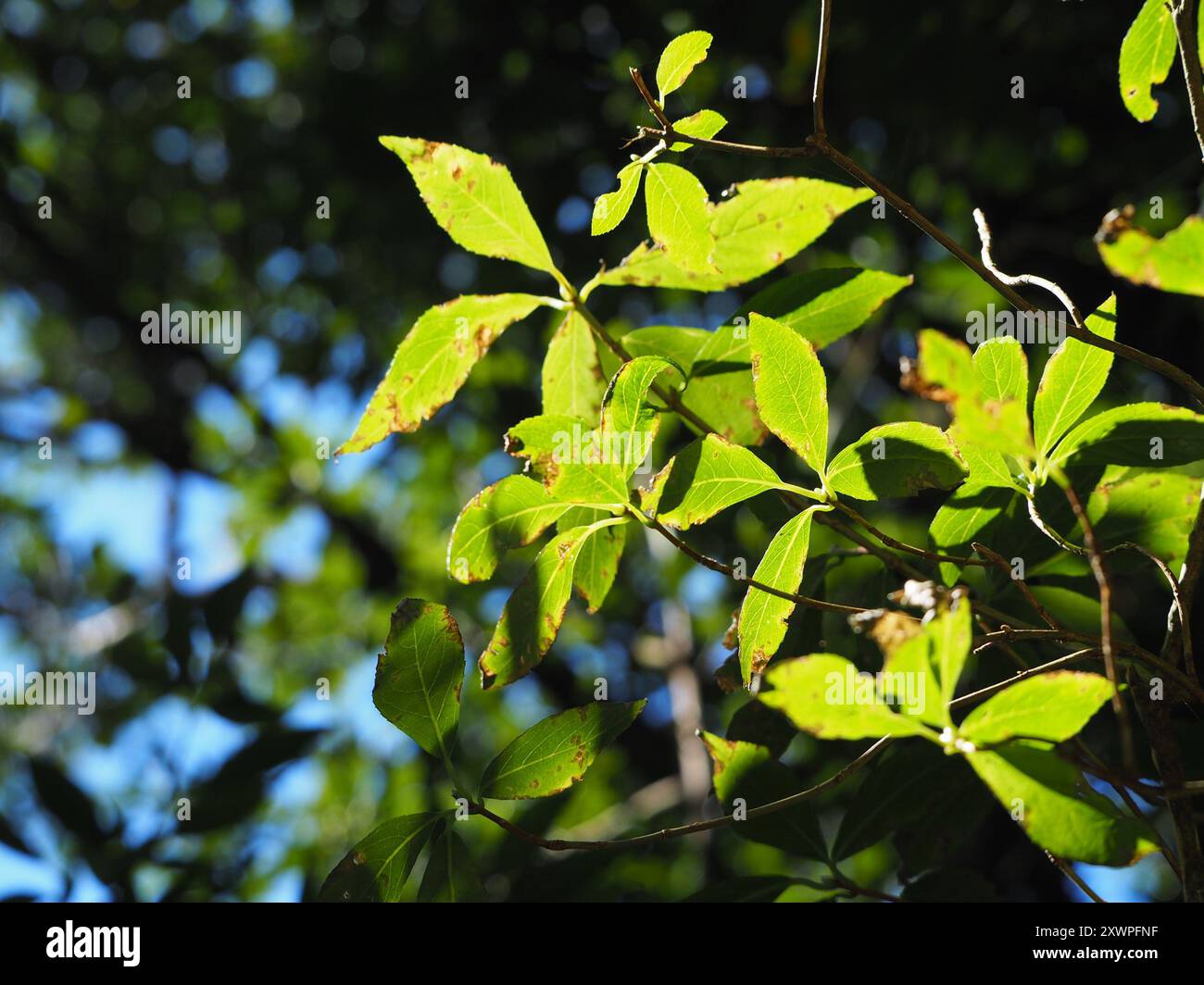 Chinese Hydrangea (Hydrangea chinensis) Plantae Stock Photo - Alamy