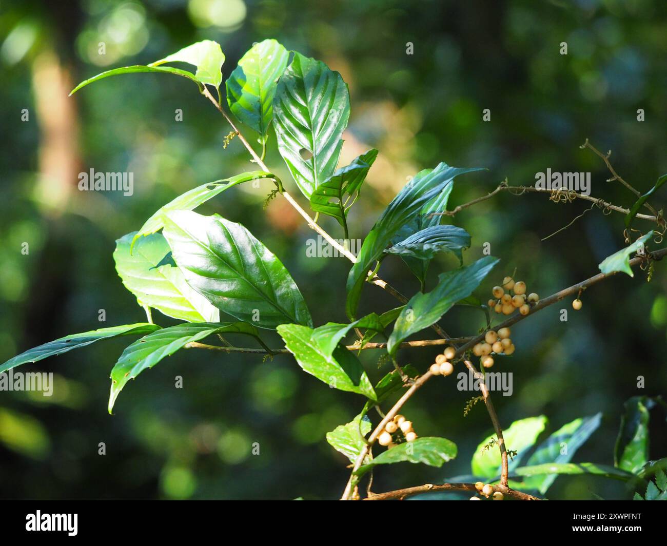 Japanese Maesa (Maesa japonica) Plantae Stock Photo - Alamy